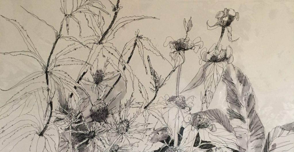 Ink drawing of Sea Holly – Sue Smith Artist
